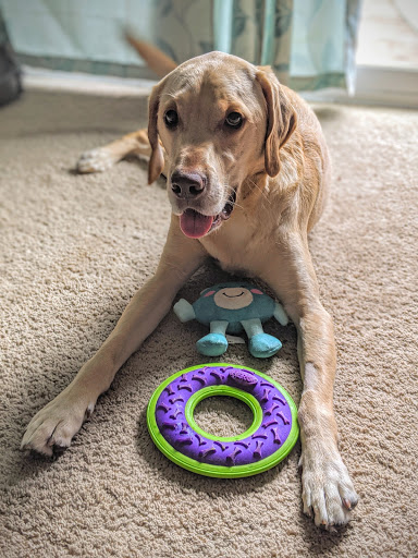 VCA Calvert Veterinary Center - Pet Training Average Rating: 4.3 & 177 ...