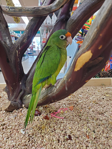 Birds, and Then Some! - Pet Training Average Rating: 4.8 & 305 Reviews ...